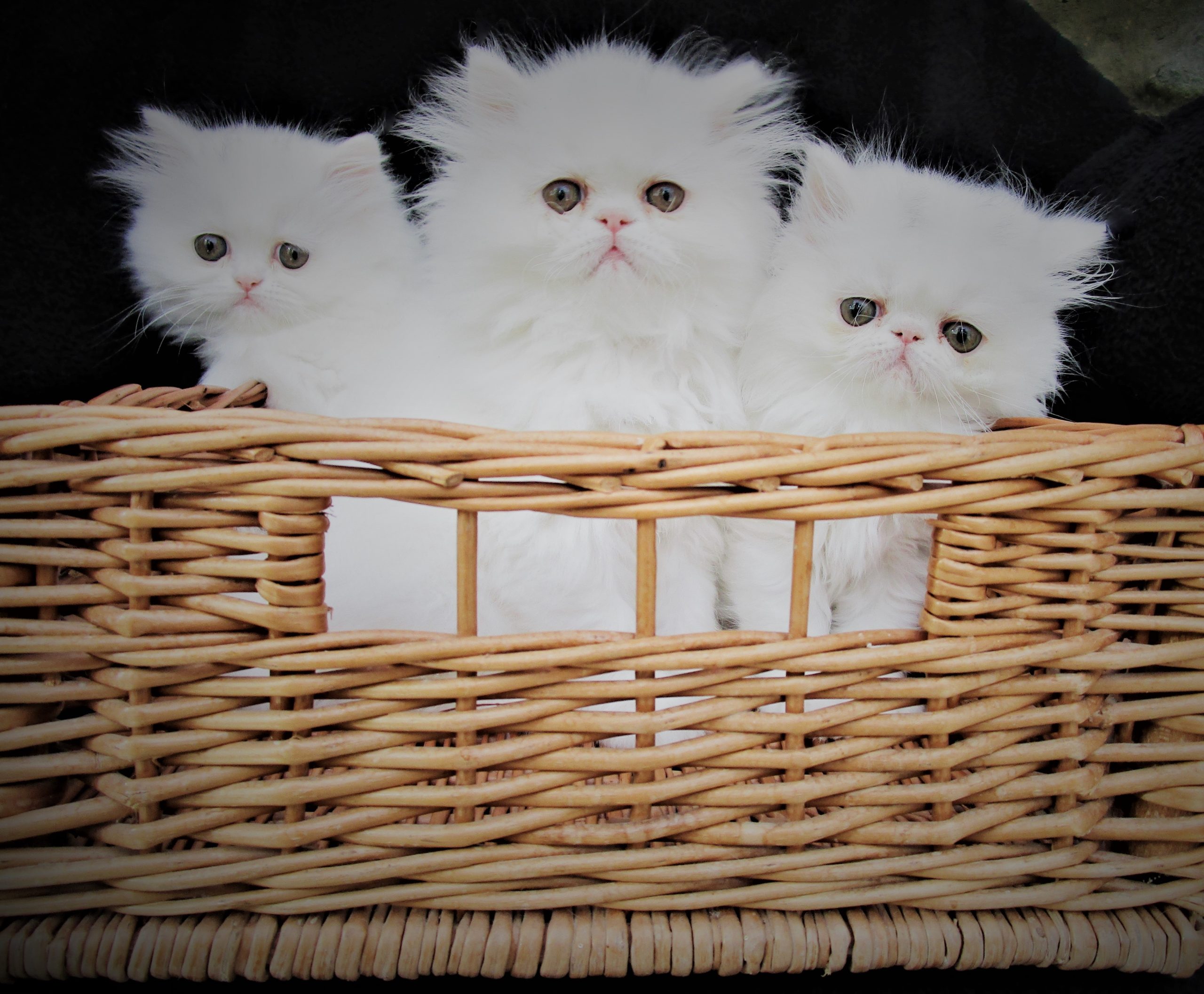 Soneri Persians | Dilutes – Creams, Blue-Creams, Blues Persian Cats and ...